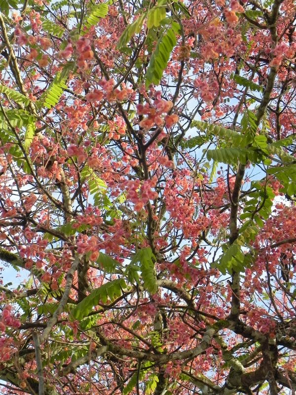 OUR PHILIPPINE TREES: The Palawan Cherry Dilemma in Palawan