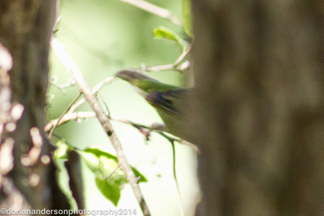 Biking for Birds: Nov 27 (Day 331) - 600-species mark shattered, MEGA ...