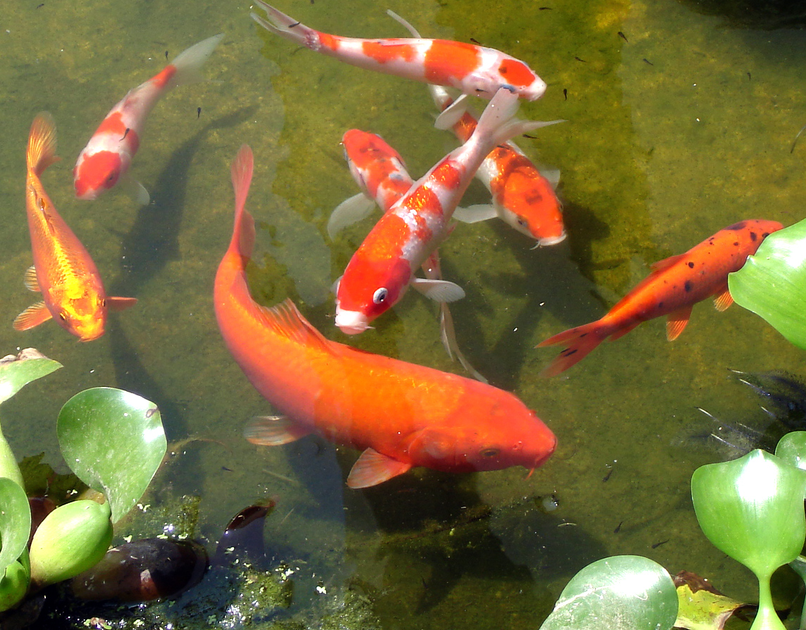 Acqua Autentika: Carpas