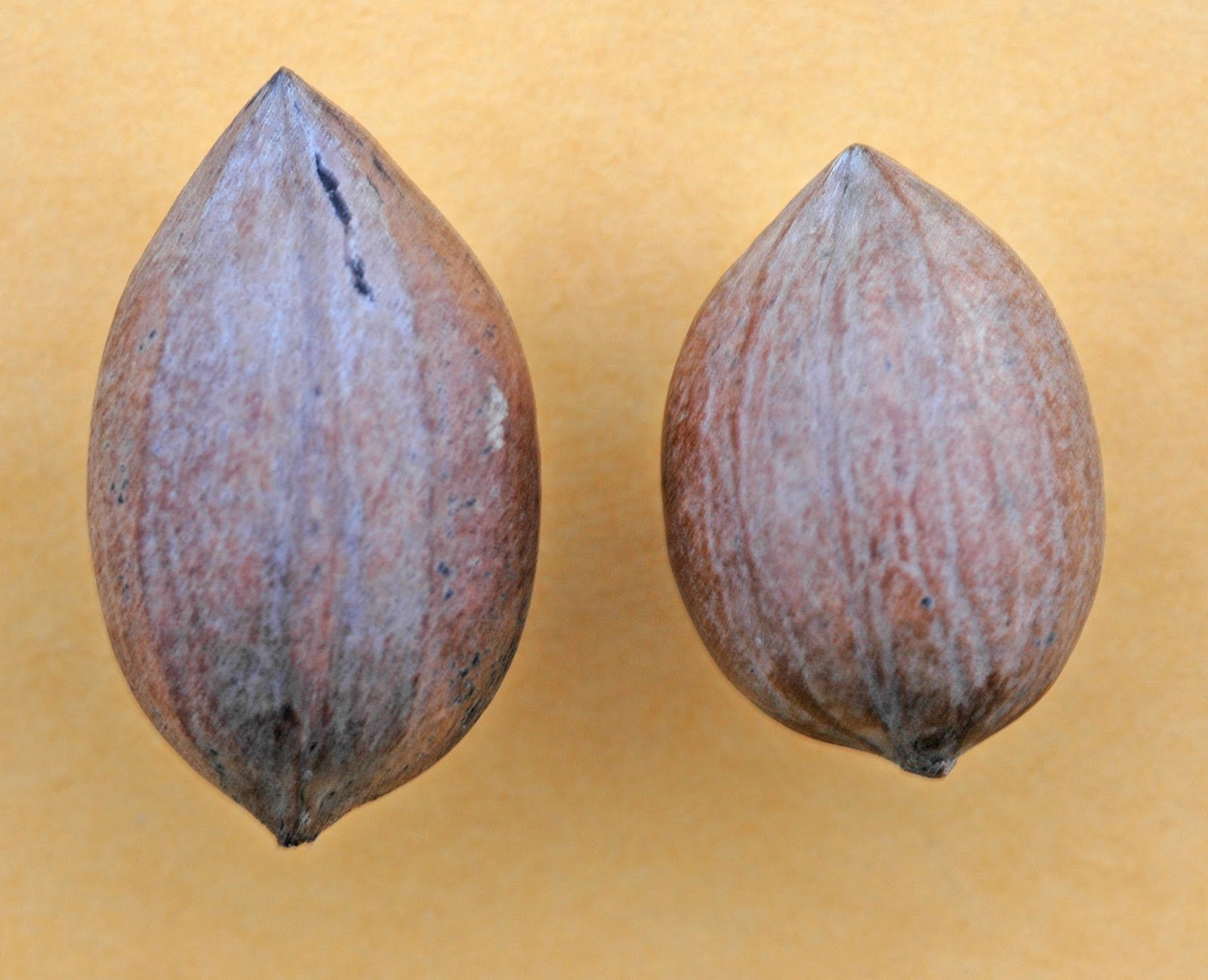 Northern Pecans: Kanza produces in drought year