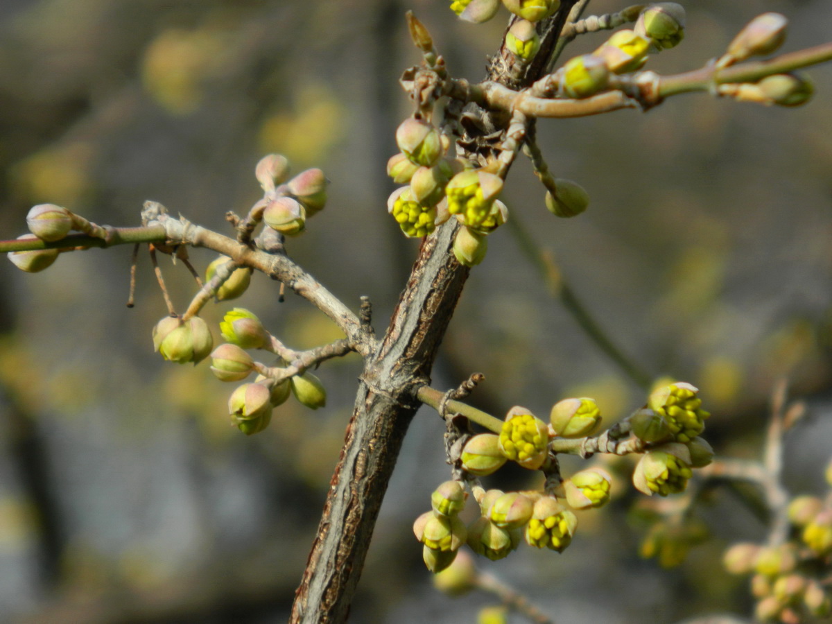 LA MULTI ANI, ROMANIA!: Primii muguri florali