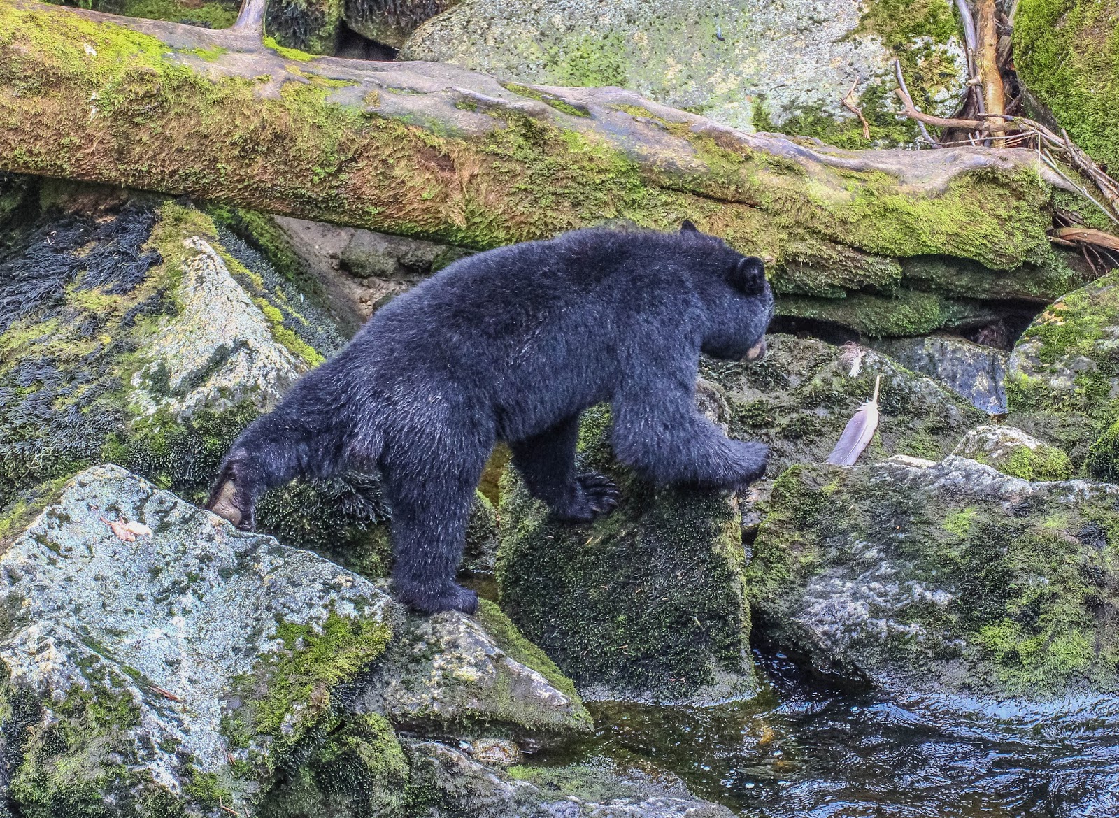 Cannundrums: Eastern Black Bear - Anan Bay, Alaska