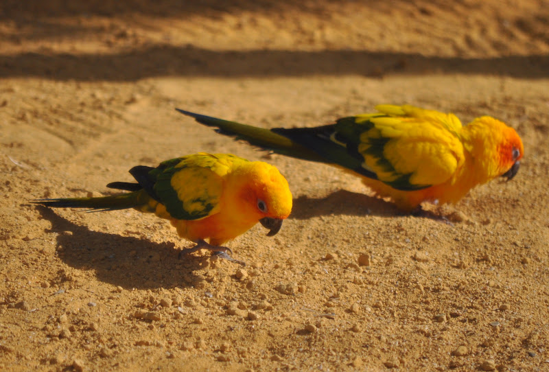 ZOOTOGRAFIANDO (5.836 ANIMALS): COTORRITA DEL SOL / SUN CONURE ...