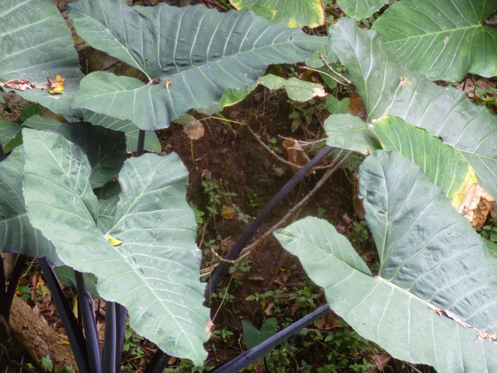 .: Taiobas, a confusão: Guia Definitivo de Identificação