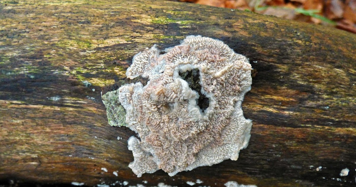 Setas y Hongos de Tineo : PHLEBIA RUFA (Pers.) M. P. Christ.