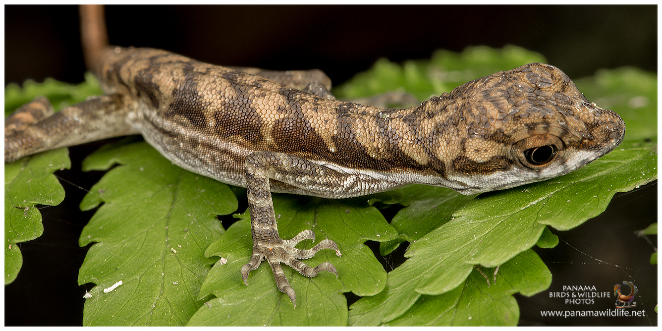 Nocturnal Safari in El Valle