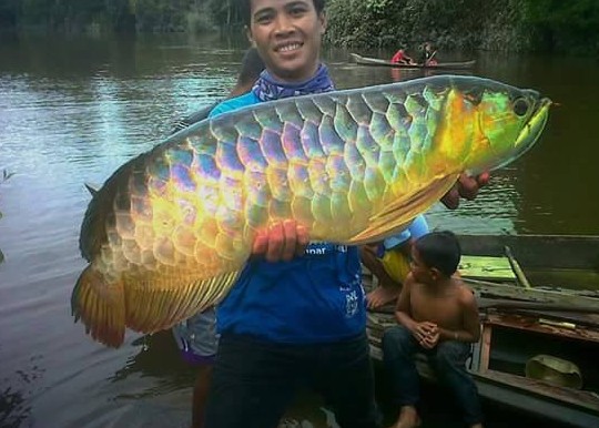 Share a funny picture for you to download