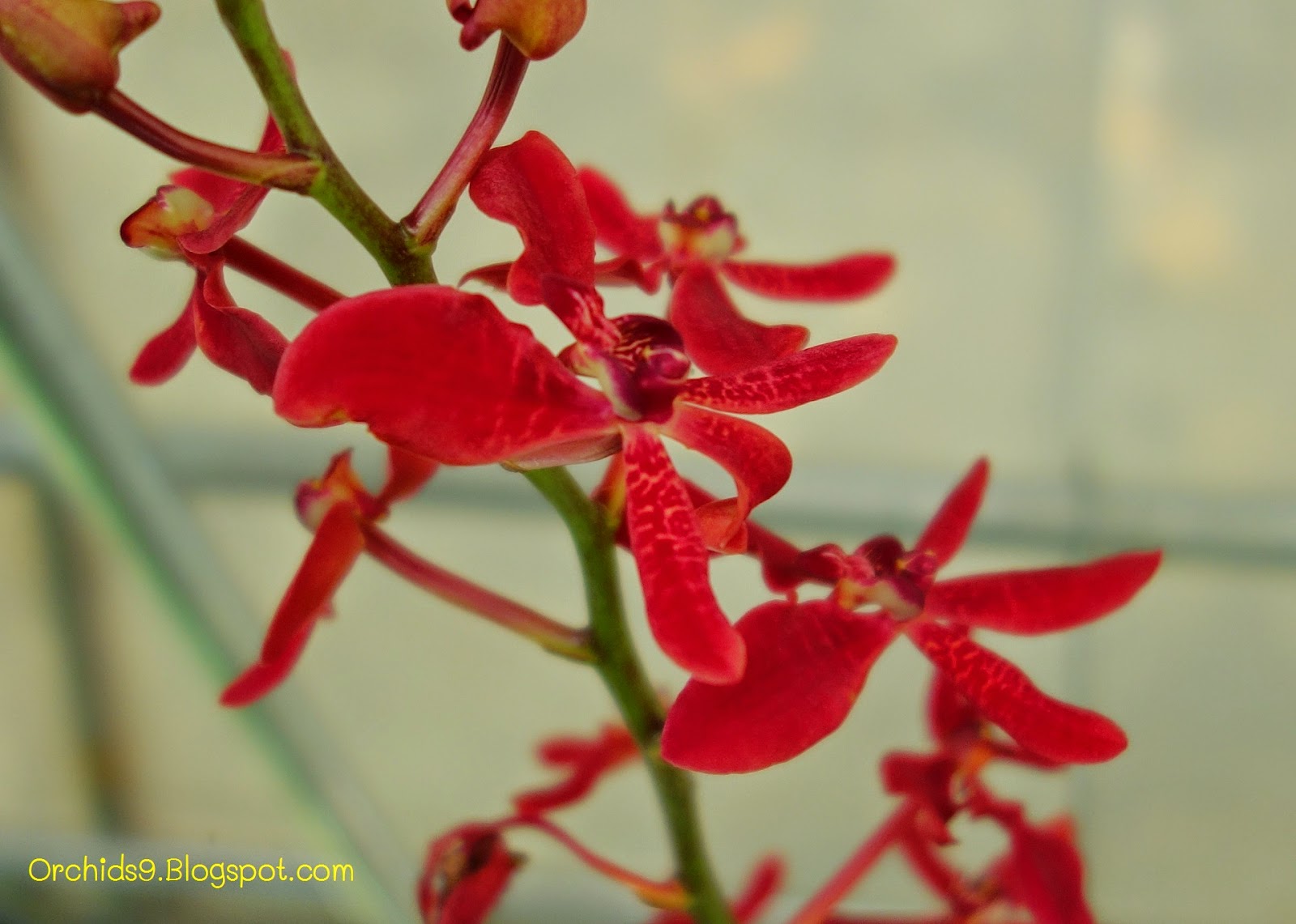 Orchids Flowers Pictures Bulbophyllum Vanda Cattleya Cymbidium ...