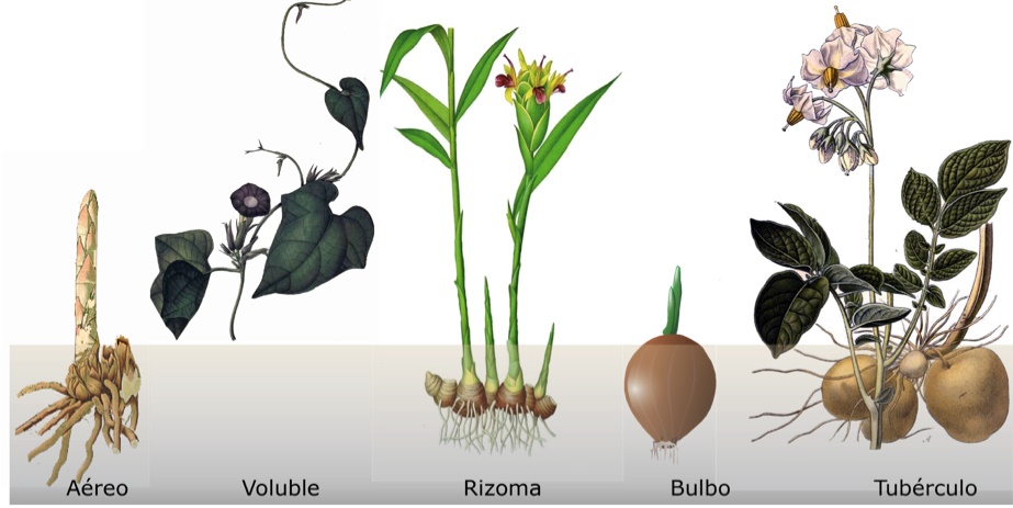 Biologia Primer Año Liceo 23: noviembre 2015