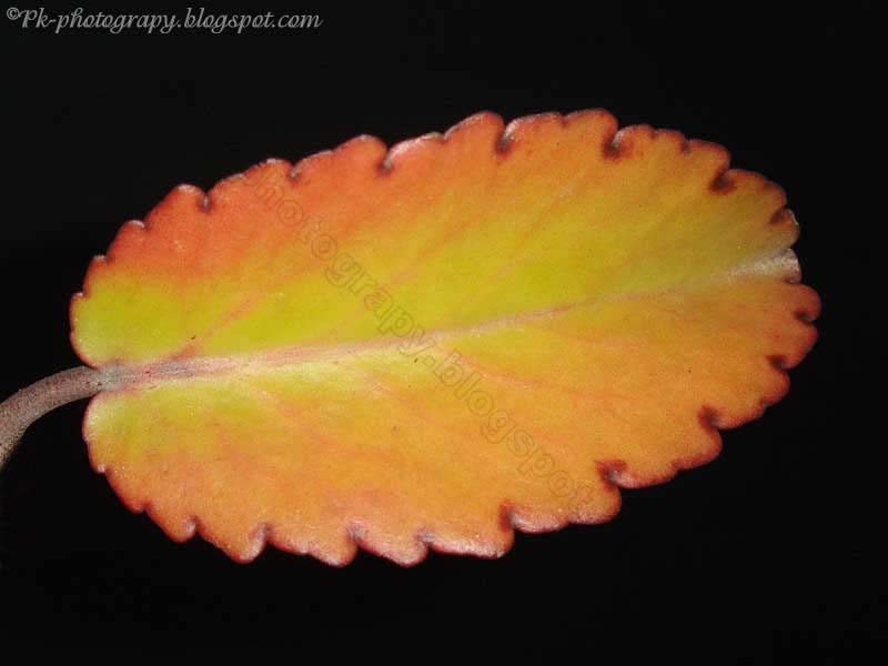 Leaf of Life Plant | Nature, Cultural, and Travel Photography Blog