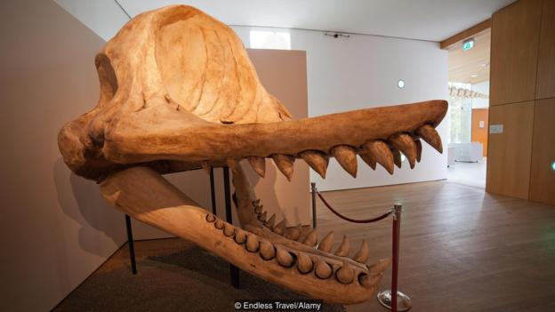 Mundo Pré-Histórico: Livyatan - os maiores dentes do mundo