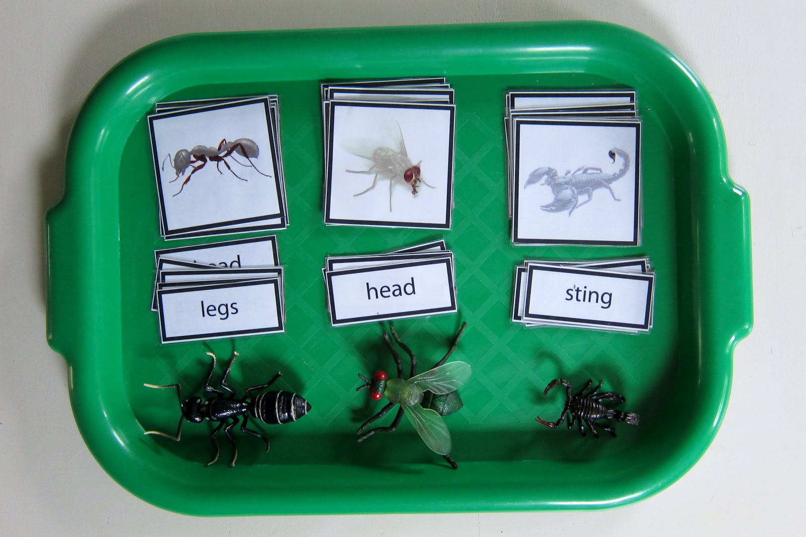 Around Our Schoolroom: Insects, Spiders, and Other Arthropods
