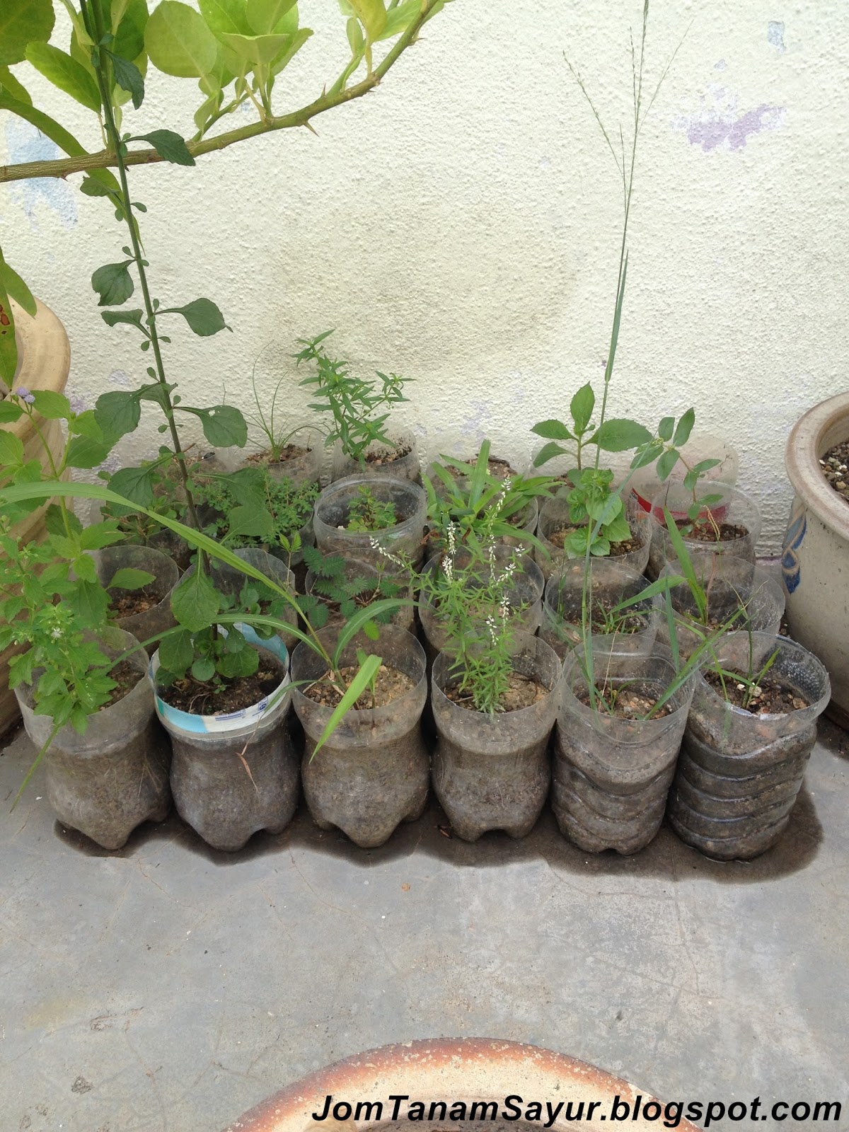 Jom Tanam Sayur ( JTS ) : Jom Tanam Sayur - Rumput Rumpai di Halaman ...