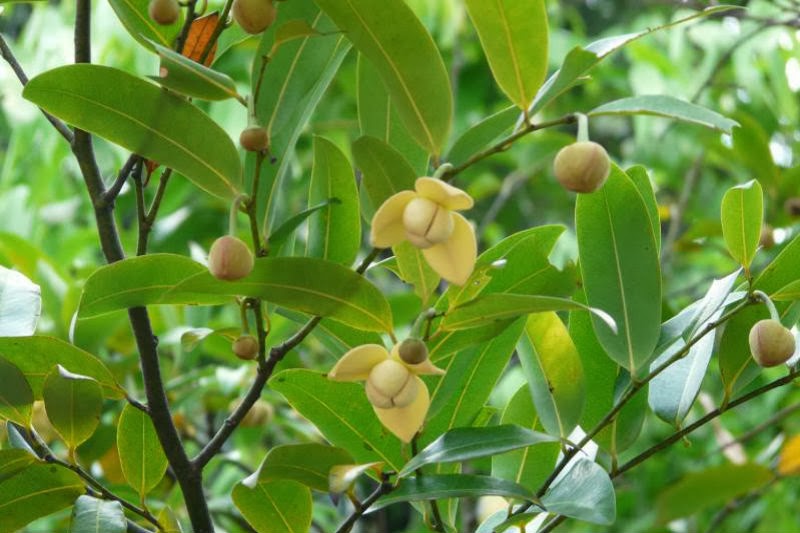 Joy in Thailand: Sisaket Dok Lamduan Flower Festival & Four Tribes Annual