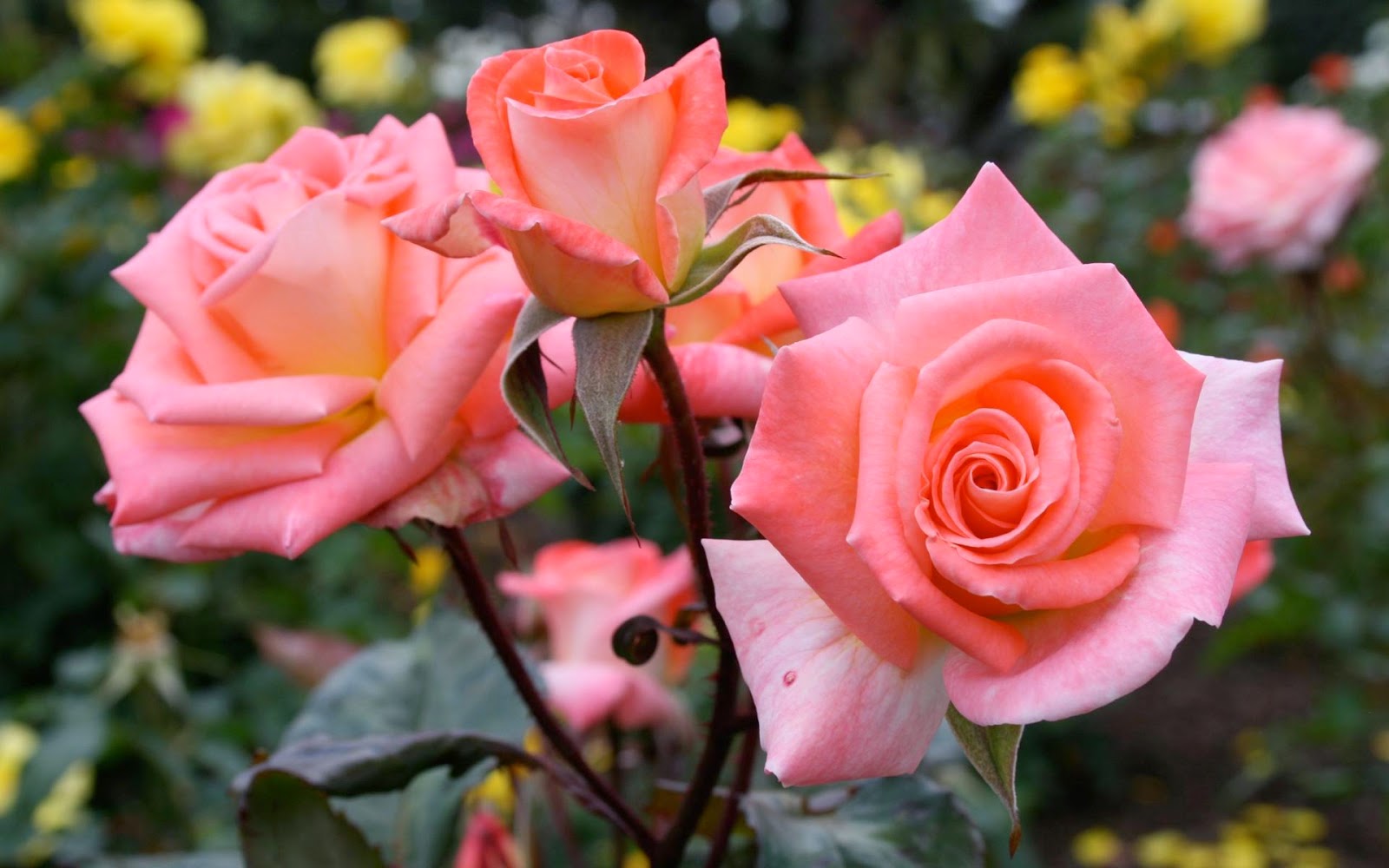 purpura: LA PARÁBOLA DE LA ROSA