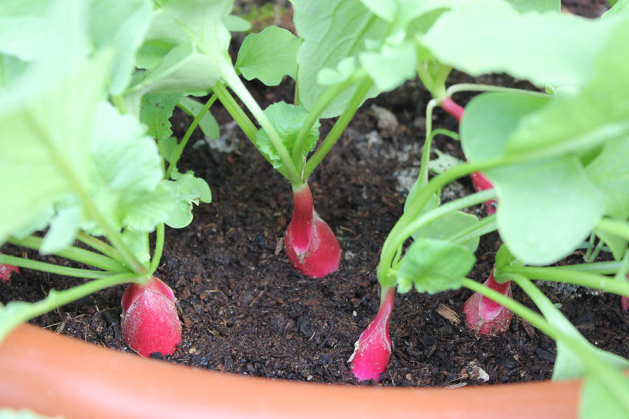 The Proud Garden: You take what you can get