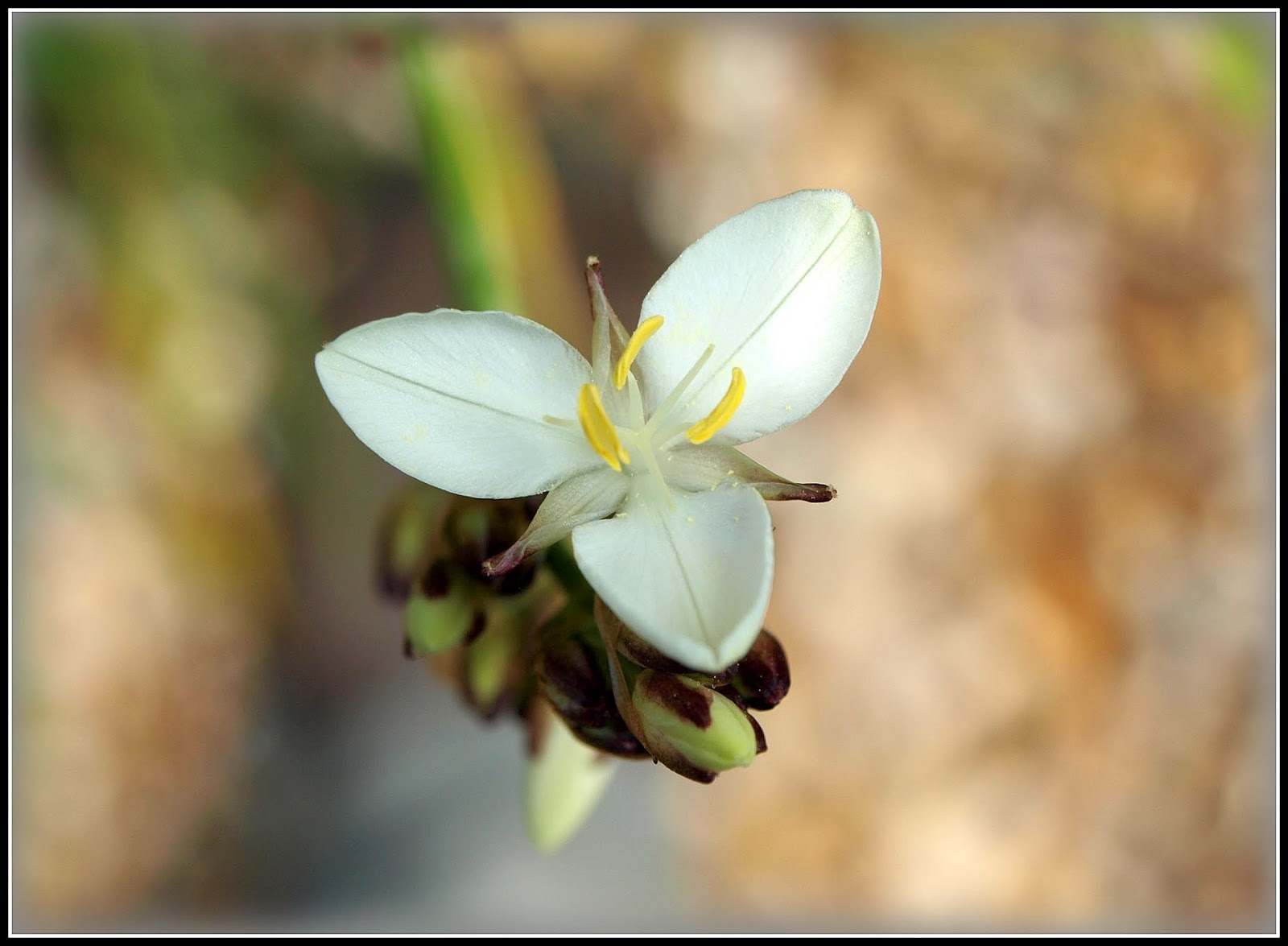 Mark's Veg Plot: Libertia