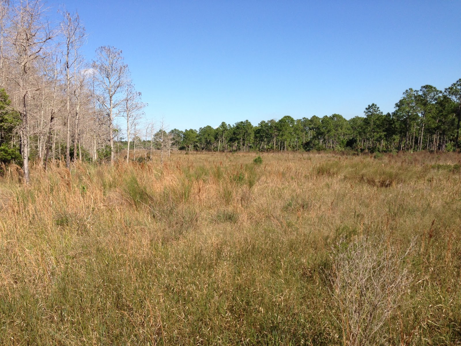 Florida Gulf Coast University Colloquium : Entry 2: Corkscrew Swamp ...