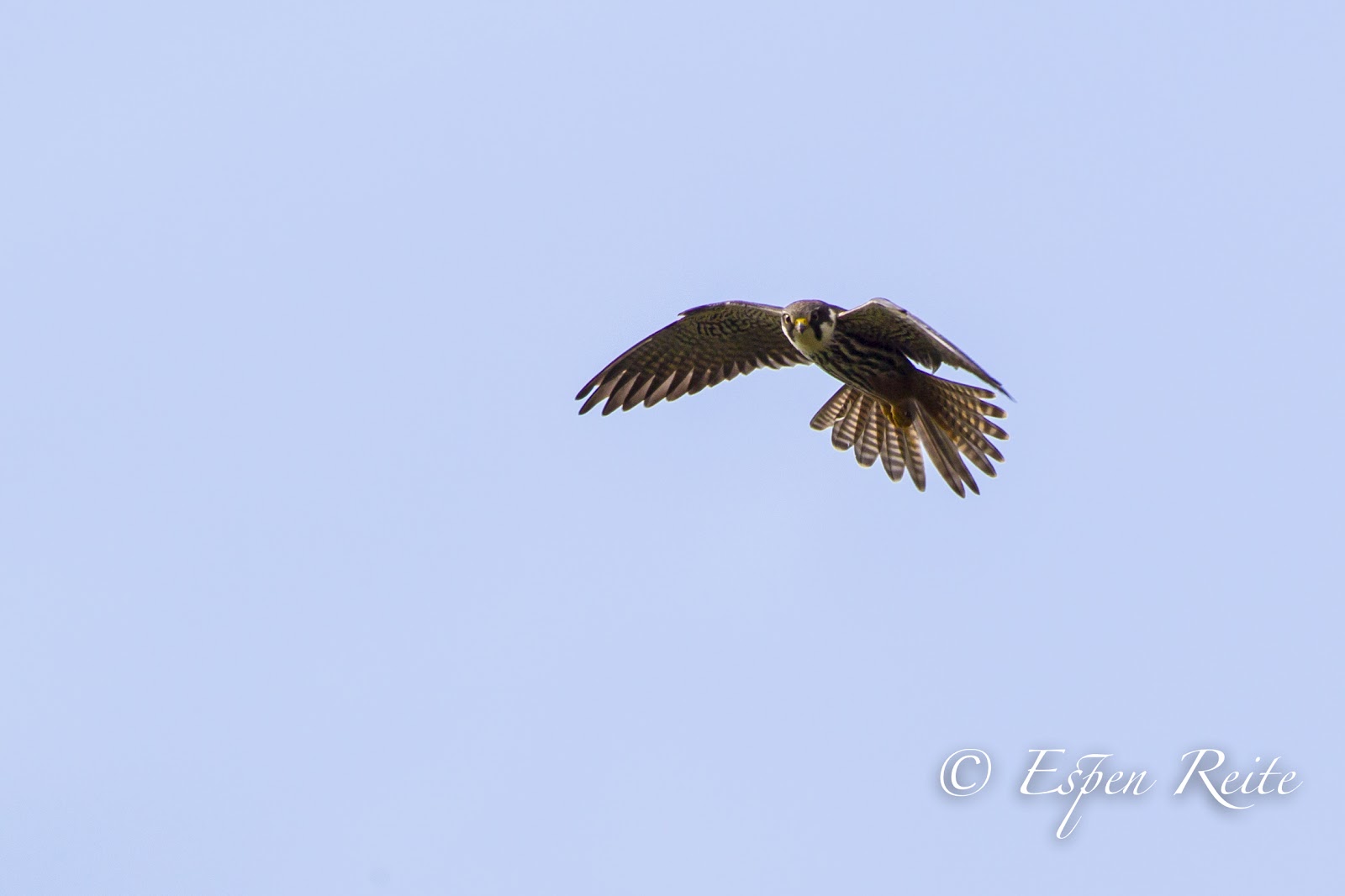 Espen´s Naturephoto: Hovering falcon - More Eurasian Hobby pictures