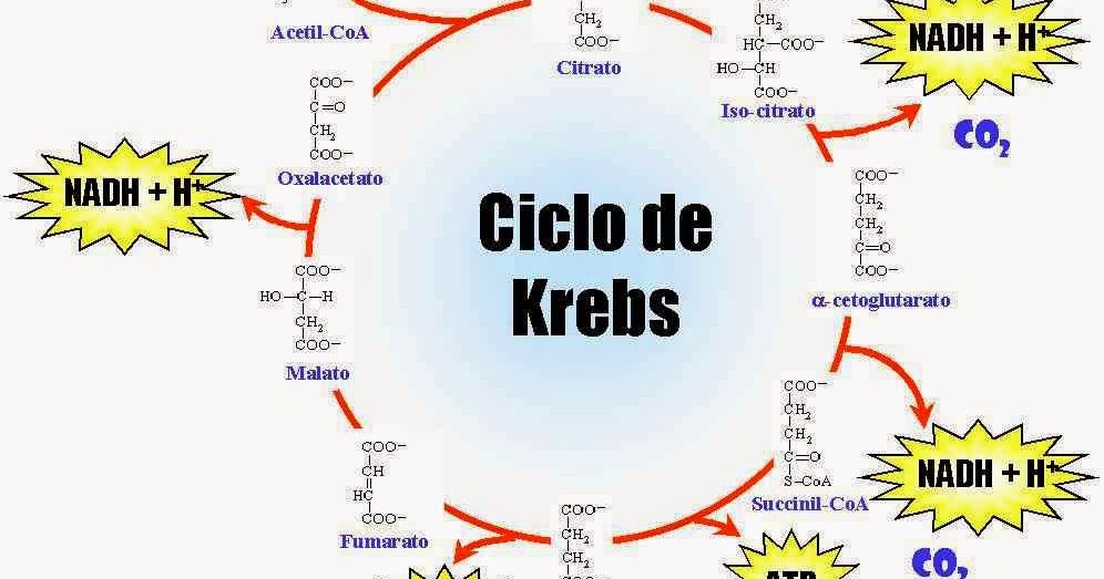 Ciclo de Krebs