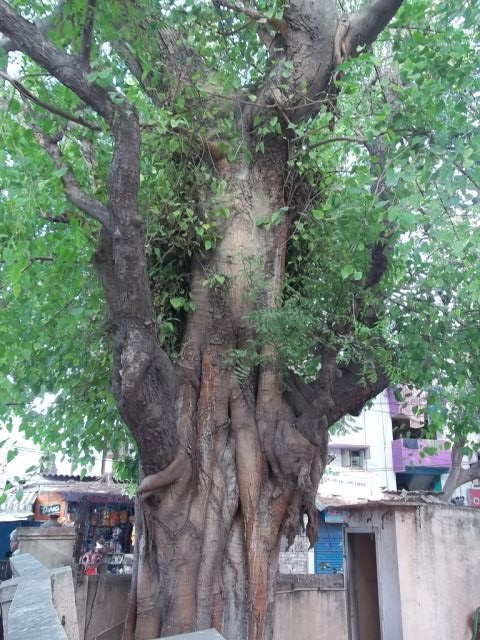 Prakruti -Mother Nature: Ashwattha & Neem tree grow together -fused ...