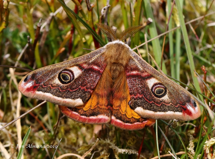 Shropshire Birder: Longmynd - Emperor Moths!!