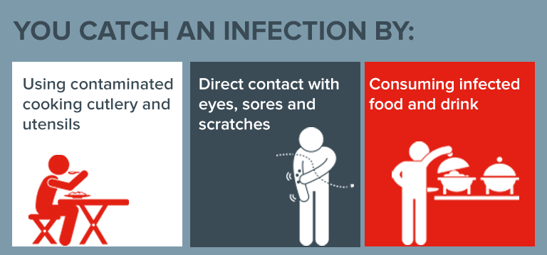 House Fly Diseases, Types, Spread and Prevention