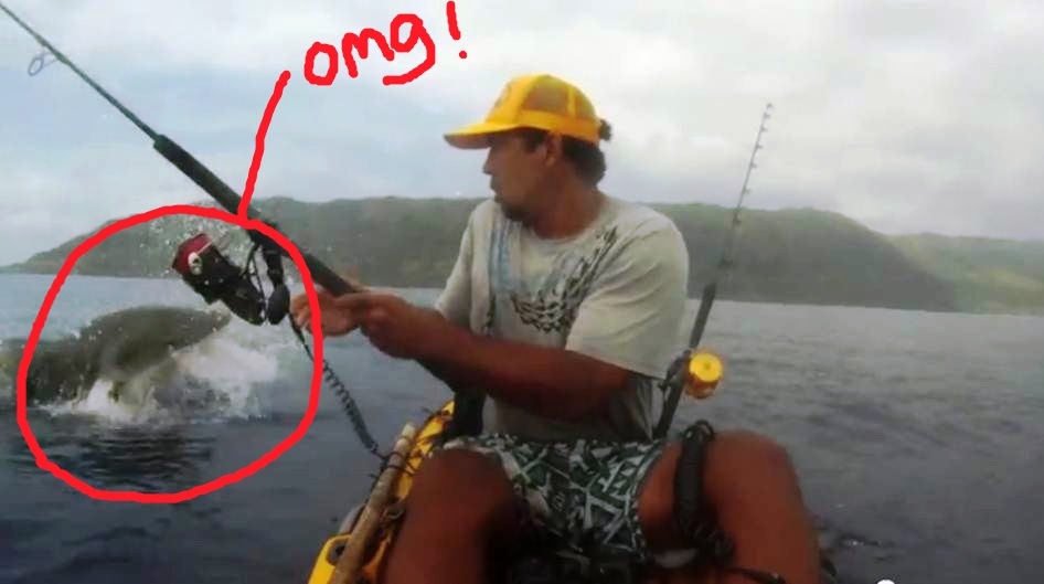 Chompy The Shark Shows Up To Take Fish From Kayaking Fisherman ~ She's ...