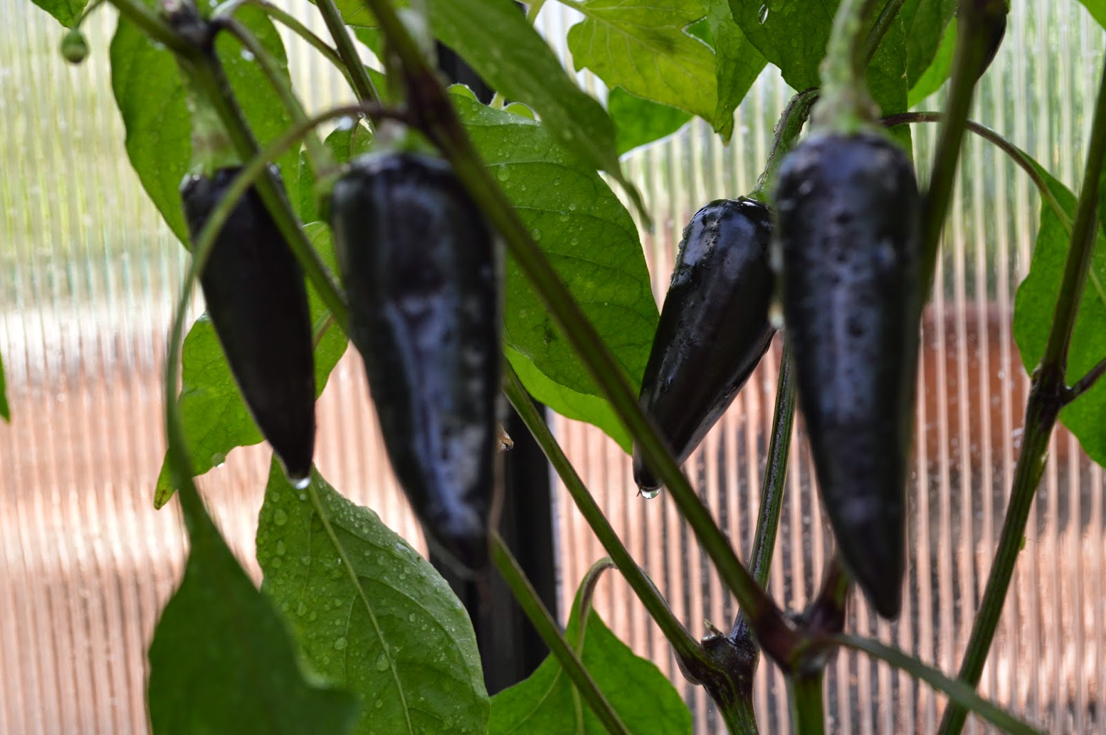 July Garden and Greenhouse Ramblings