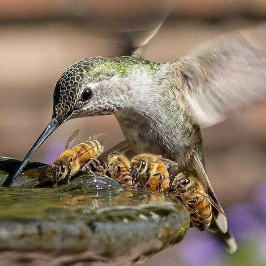 Fotos de Coleccion: Preciosa foto de colibri y abejas tomando agua