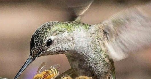 Fotos de Coleccion: Preciosa foto de colibri y abejas tomando agua
