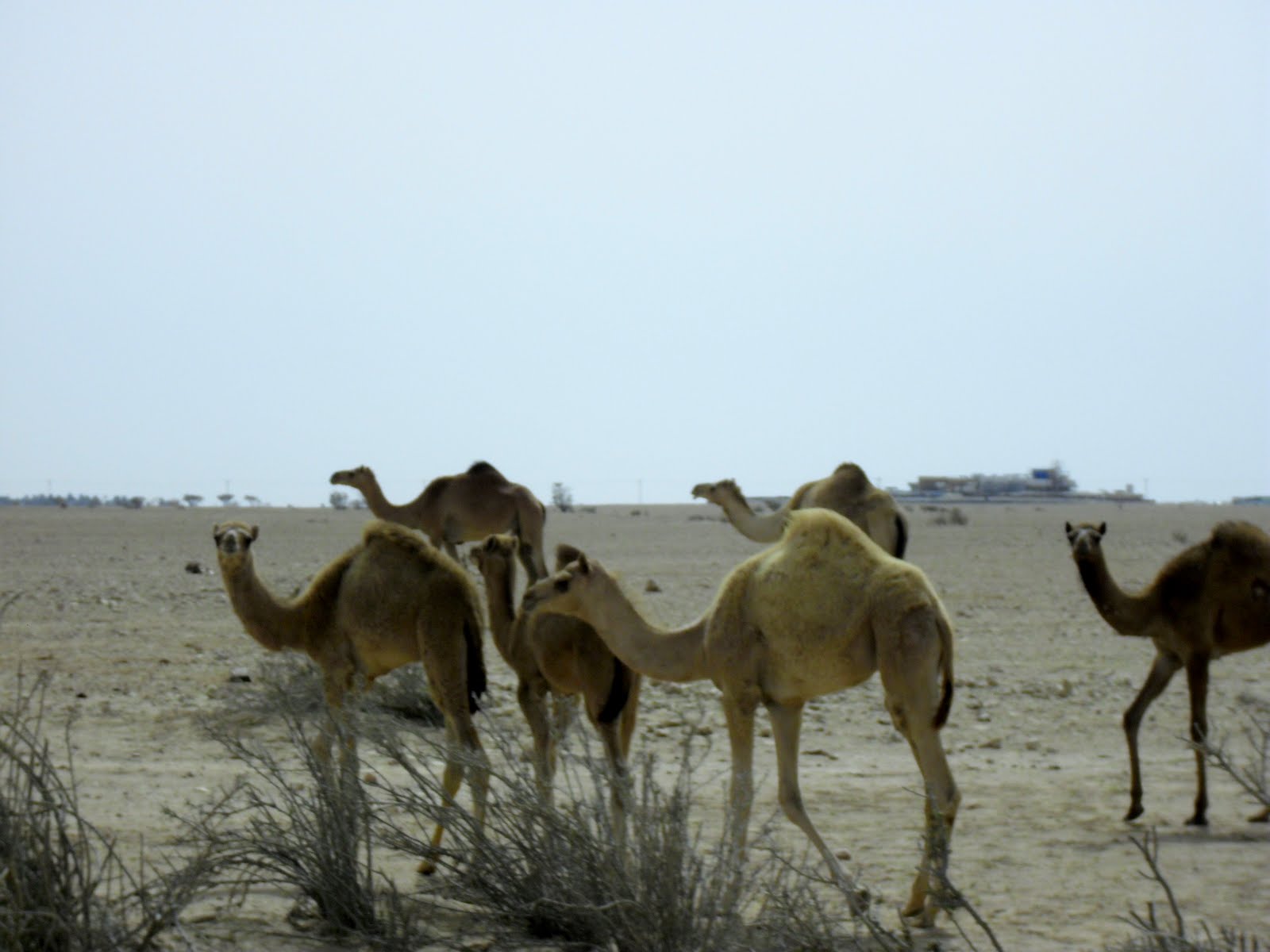 A Little Oryx in Qatar: Camel & Goat Farm near Al Nasraniya