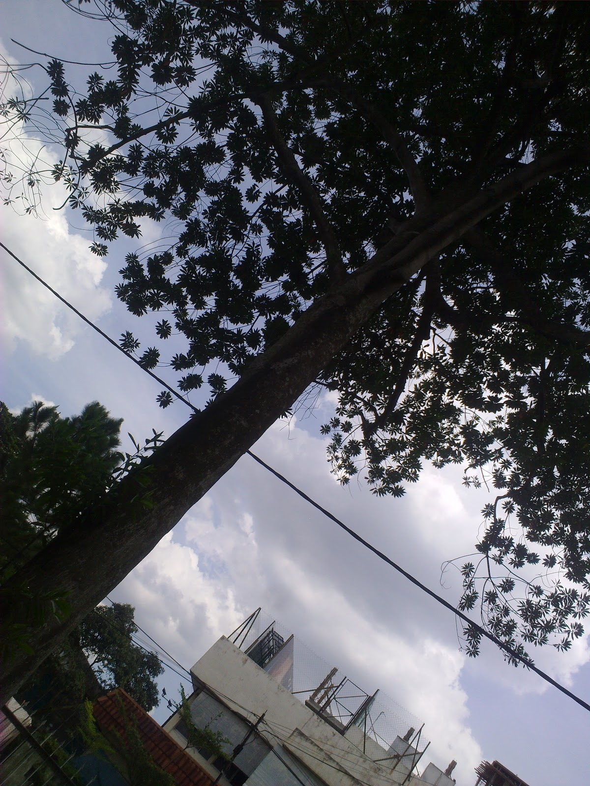 All Rounder-Exploring: The Sacred Rudraksha Tree in Kuala Lumpur