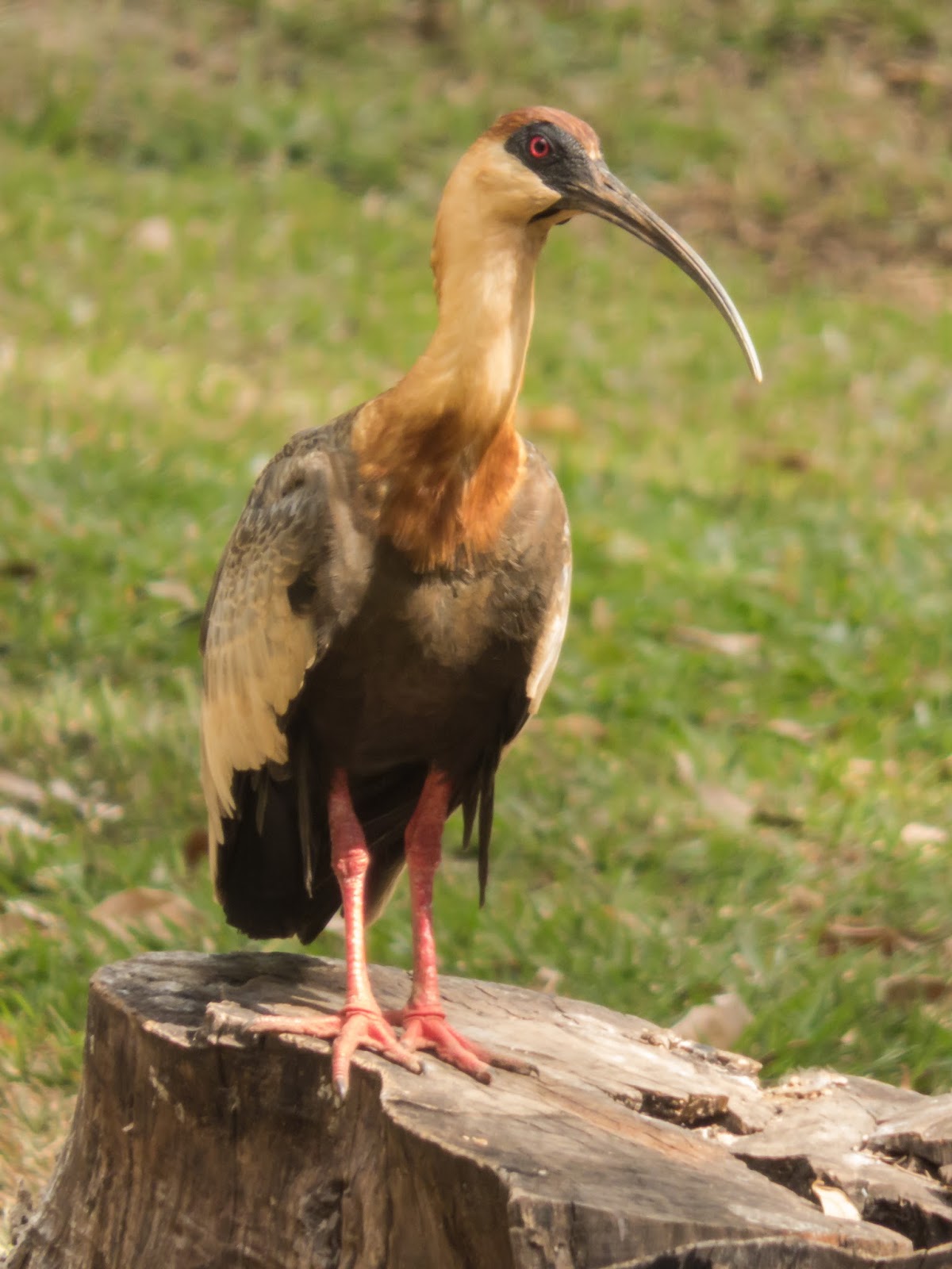 Aves do Cerrado Goiano: Curicaca (Theristicus caudatus)