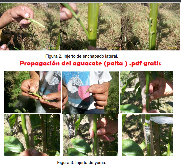 Propagación del aguacate (palta ) .pdf gratis