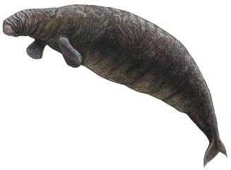 Steller’s Sea Cow ( Hydrodamalis gigas) ~ World Extinct Animals