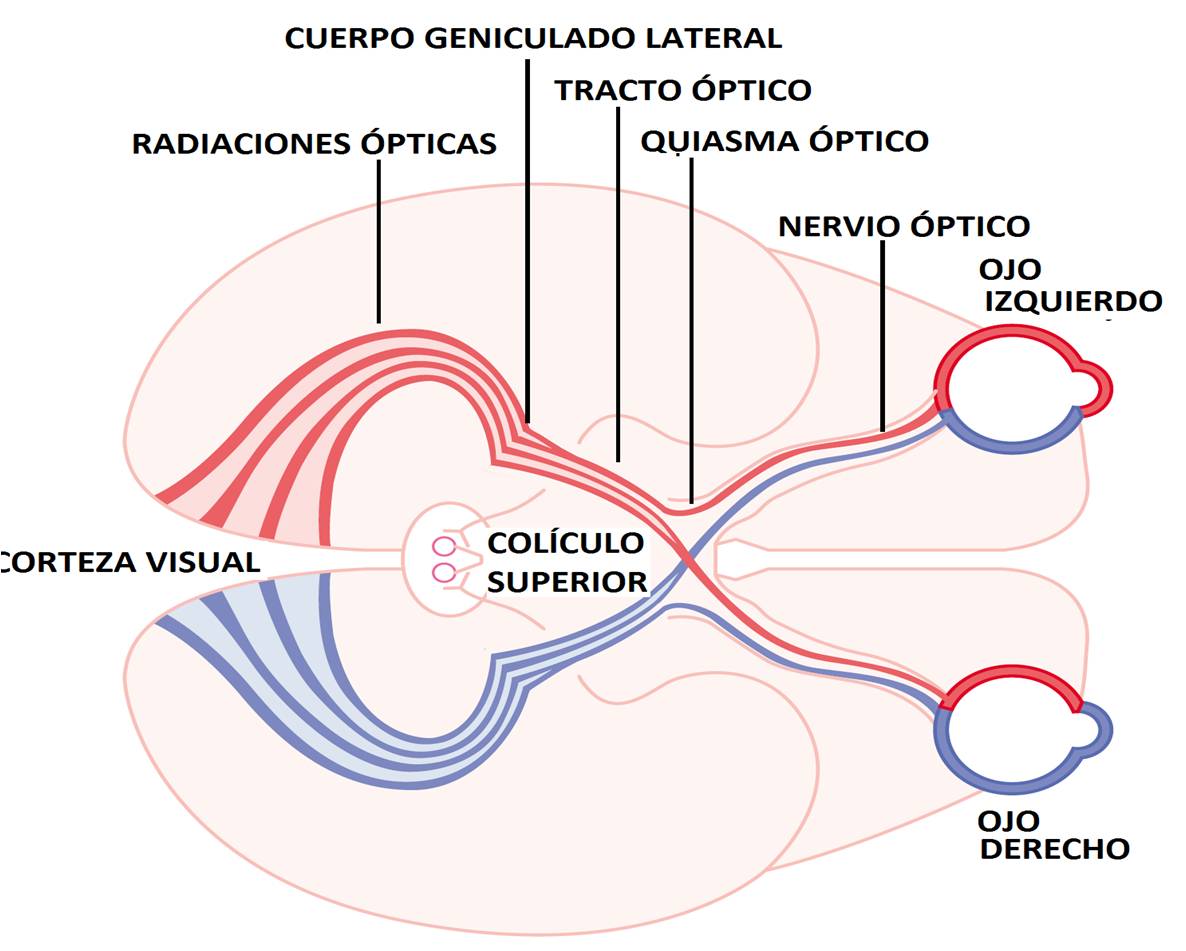 FISIOLOGÍA GENERAL: VISIÓN