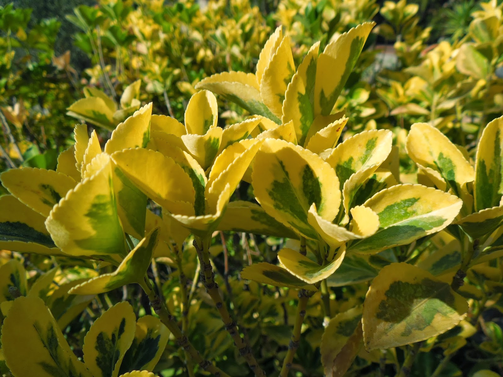 EVÓNIMO Amarillo y verde - BOTÀNIC SERRAT