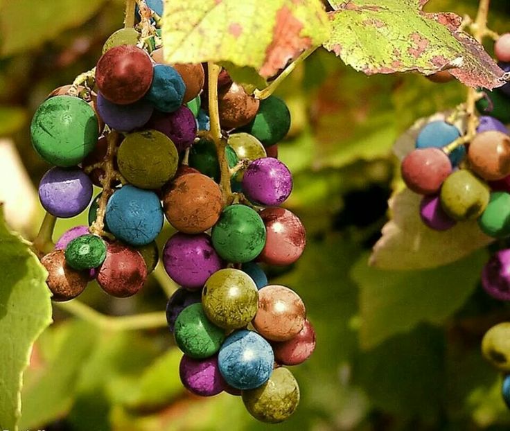 wallpapers-hub: colorful grapes