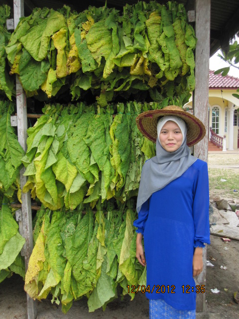 tembakau di Malaysia: Tembakau