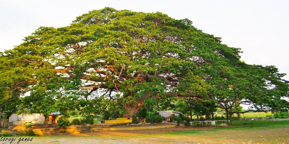 Lone Prowler: LA UNION CENTENNIAL TREE (ALSO KNOWN AS CARCARMAY ACACIA ...