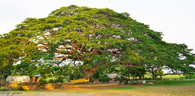Lone Prowler: LA UNION CENTENNIAL TREE (ALSO KNOWN AS CARCARMAY ACACIA ...
