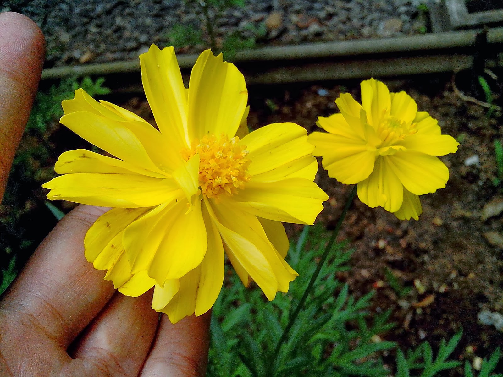 Endah Murniyati's Journey: KENIKIR KUNING - YELLOW COSMOS