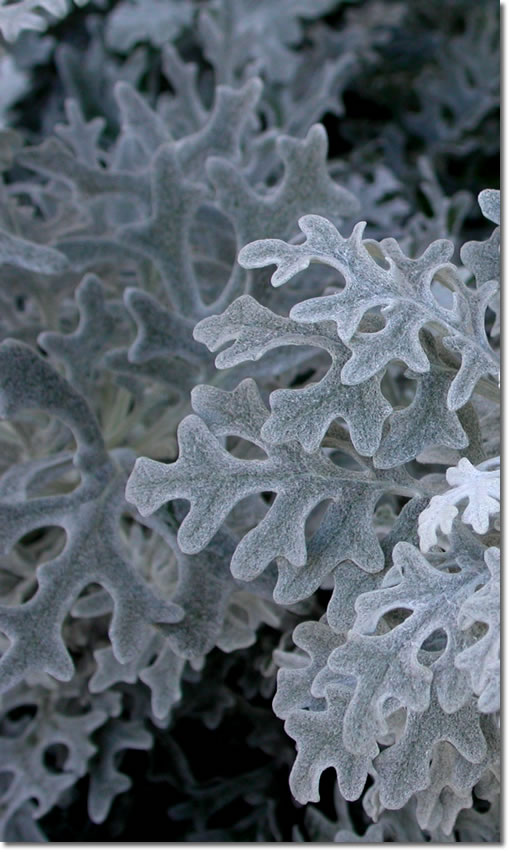 Imagine, See, Do: But It's So Pretty! -- How Stylized Photos Lead You ...