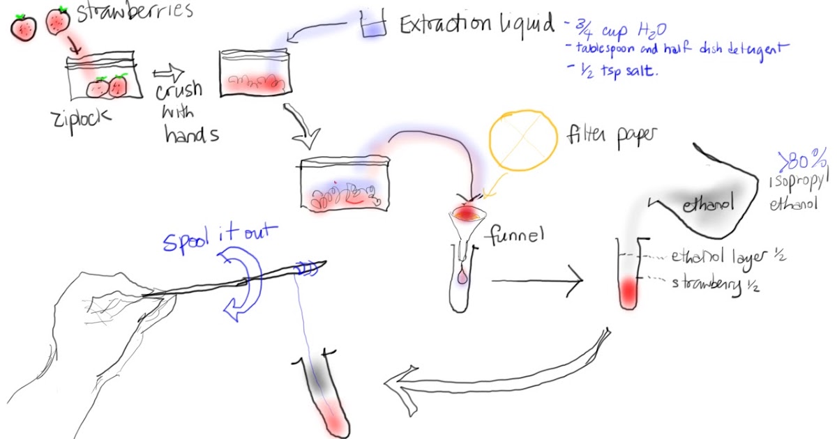 science 10 gladstone: Extracting DNA from a strawberry