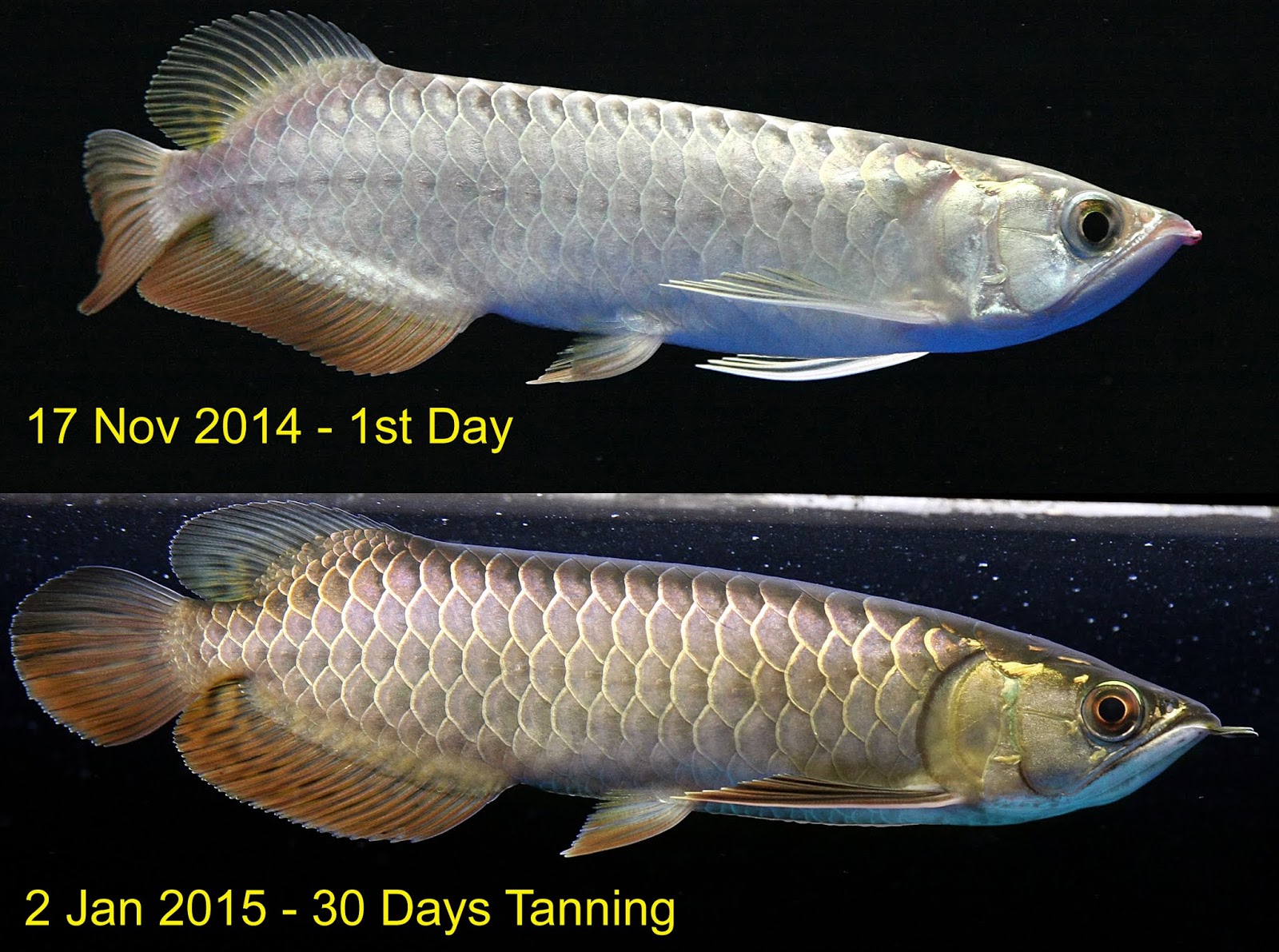 Malaysia Golden Arowana Challenge