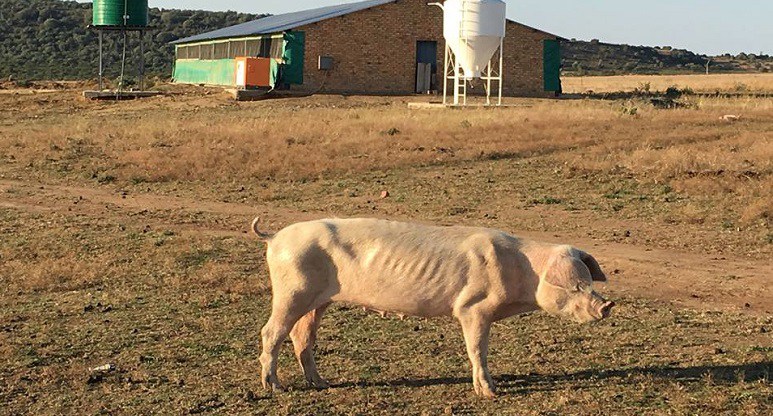 Pigs starve to death on a farm belonging to the ANC government. Can you ...