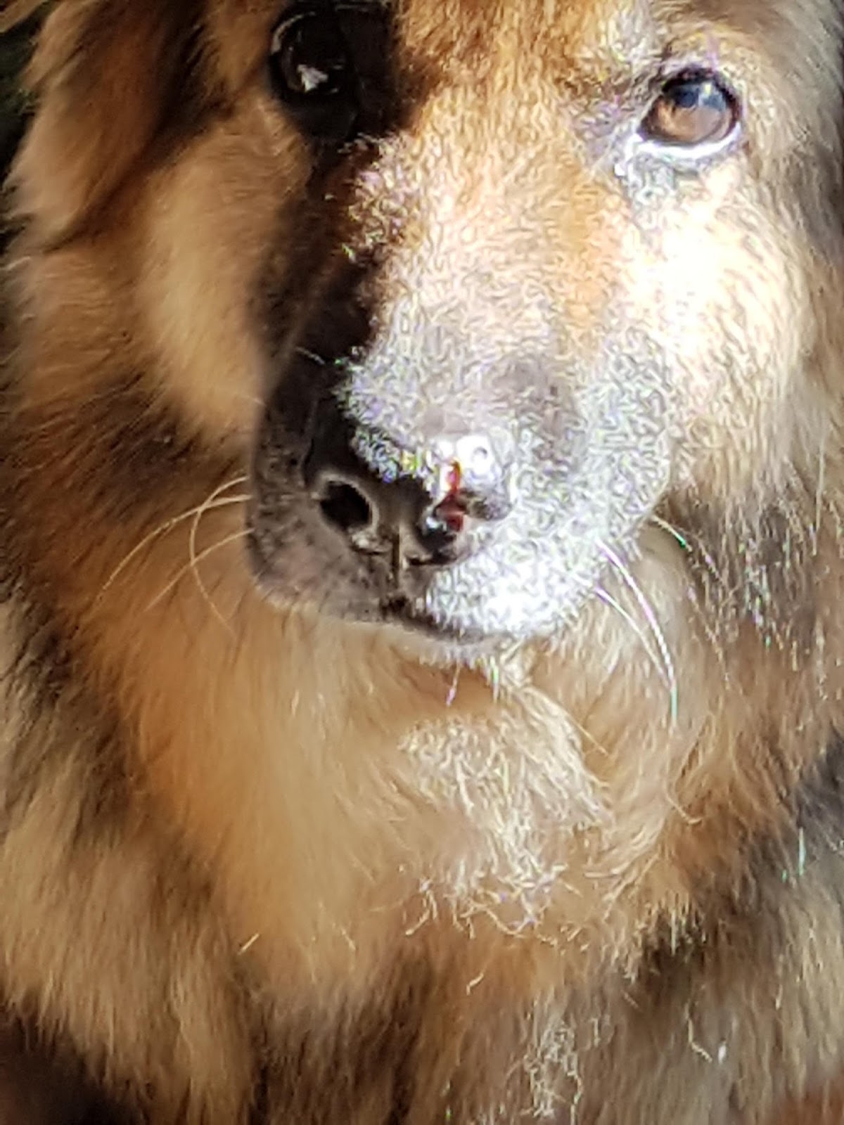 It's a Dog's Life (Living with The Dog Lady): What is a Cocker Spaniel ...