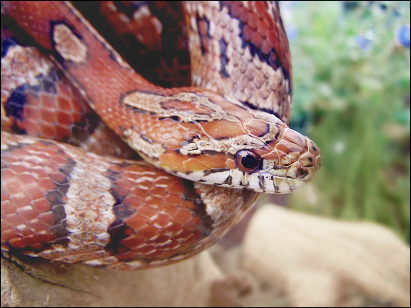 Our Beautiful World: Beautiful red snakes