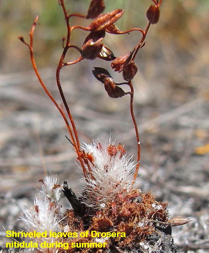 Esperance Wildflowers: Drosera nitidula - Shining Sundew